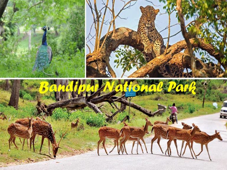 Bandipur National Park (Karnataka) – Himsagar Tours & Travels